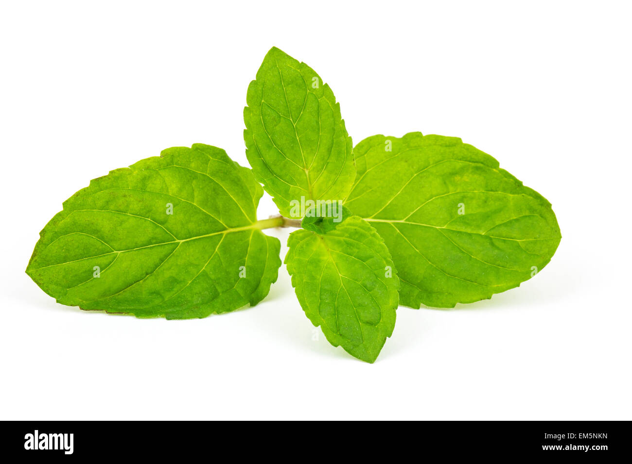 mint leaves isolated on white Stock Photo - Alamy
