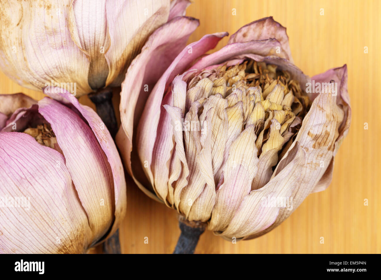 Dead Lotus High Resolution Stock Photography and Images - Alamy