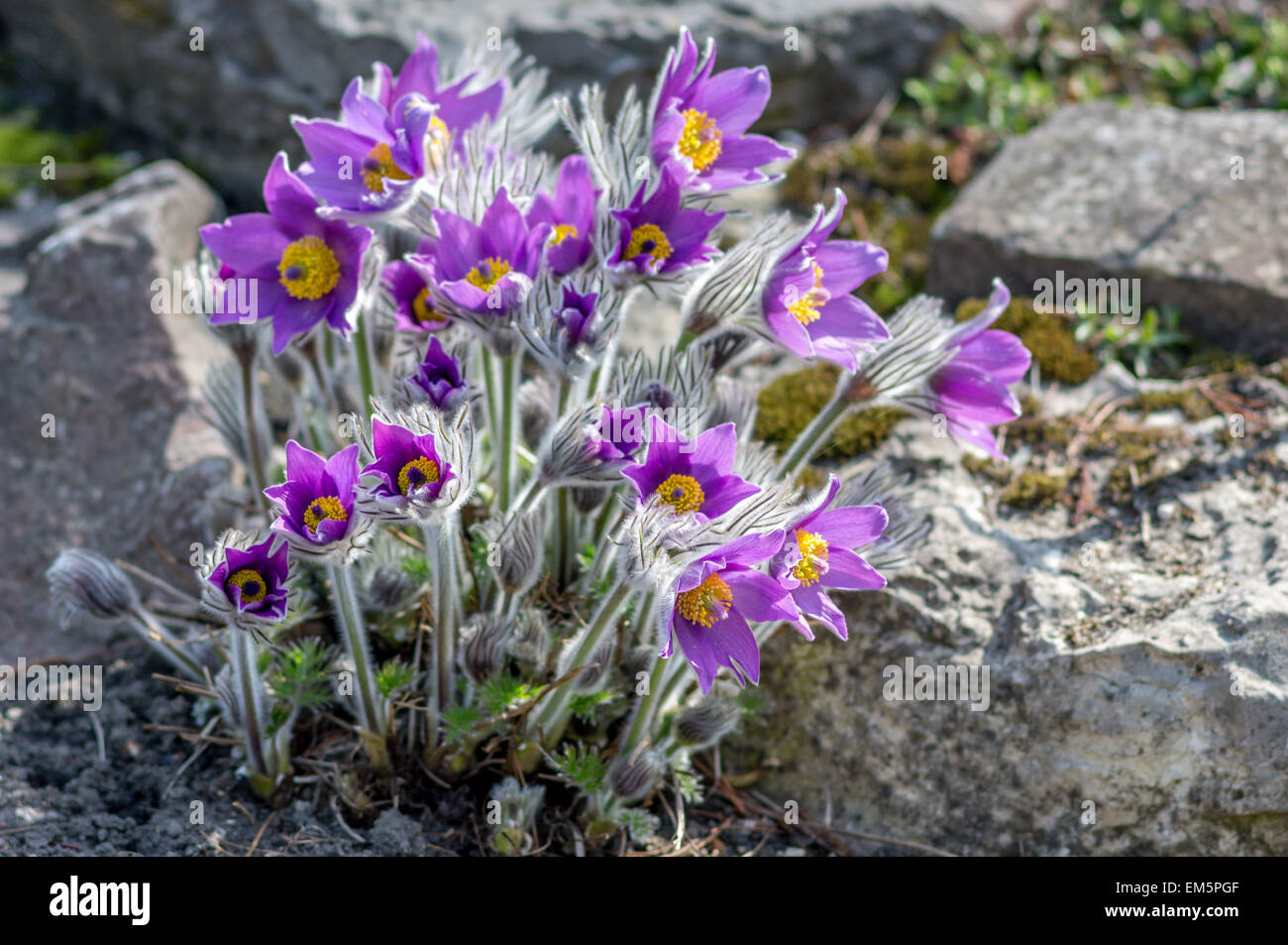 Pasque flower Pulsatilla halleri subspecies slavica bloming in cluster ...