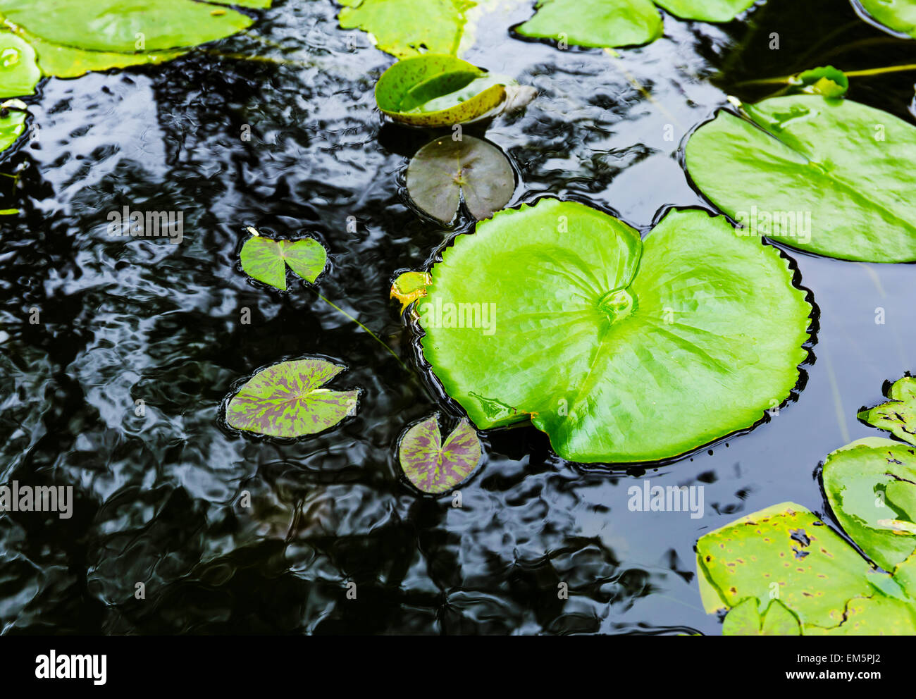 Lily pads on water surface Stock Photo - Alamy