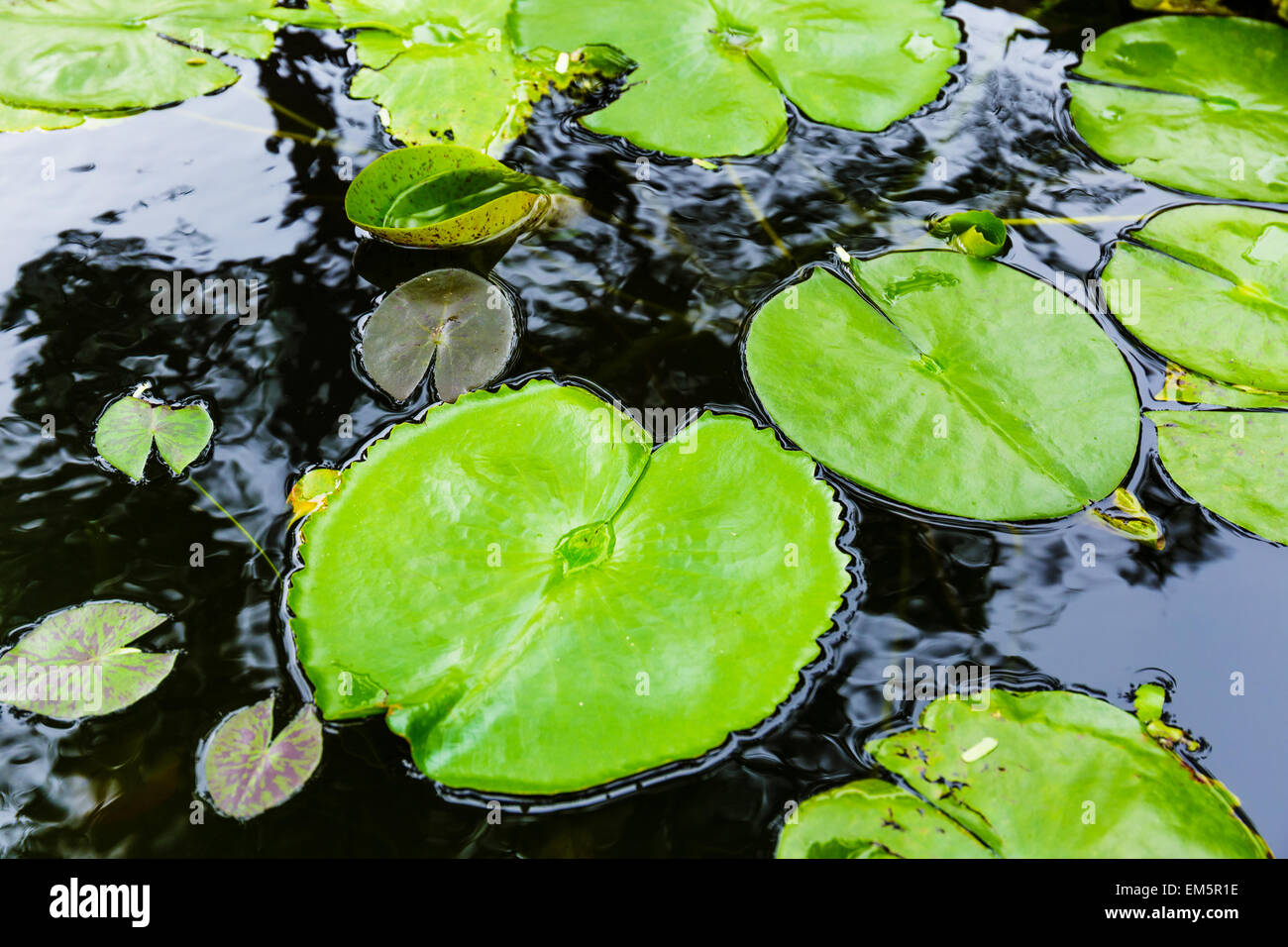Lilly pad hi-res stock photography and images - Alamy