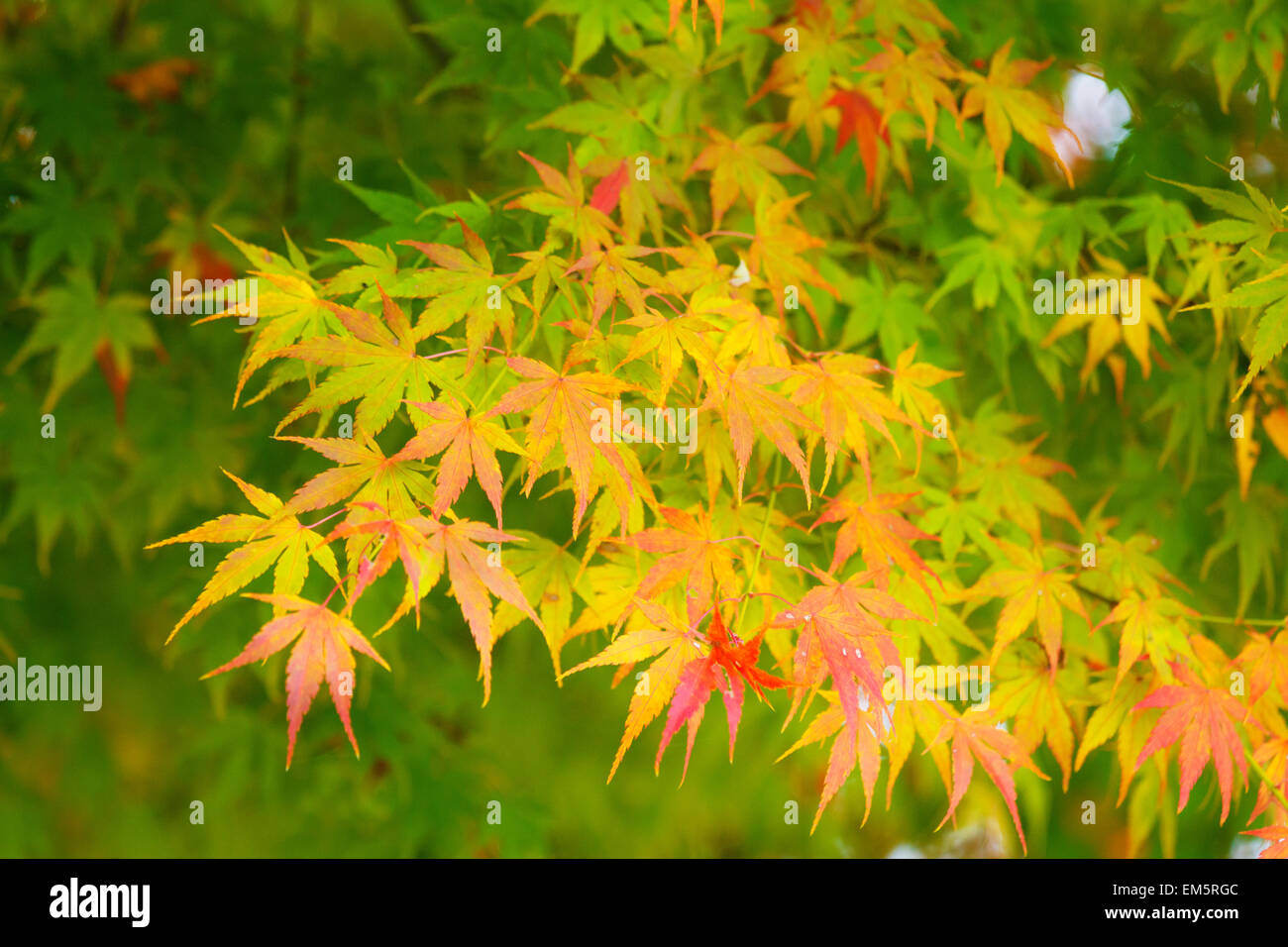 Autumn maple tree Stock Photo - Alamy