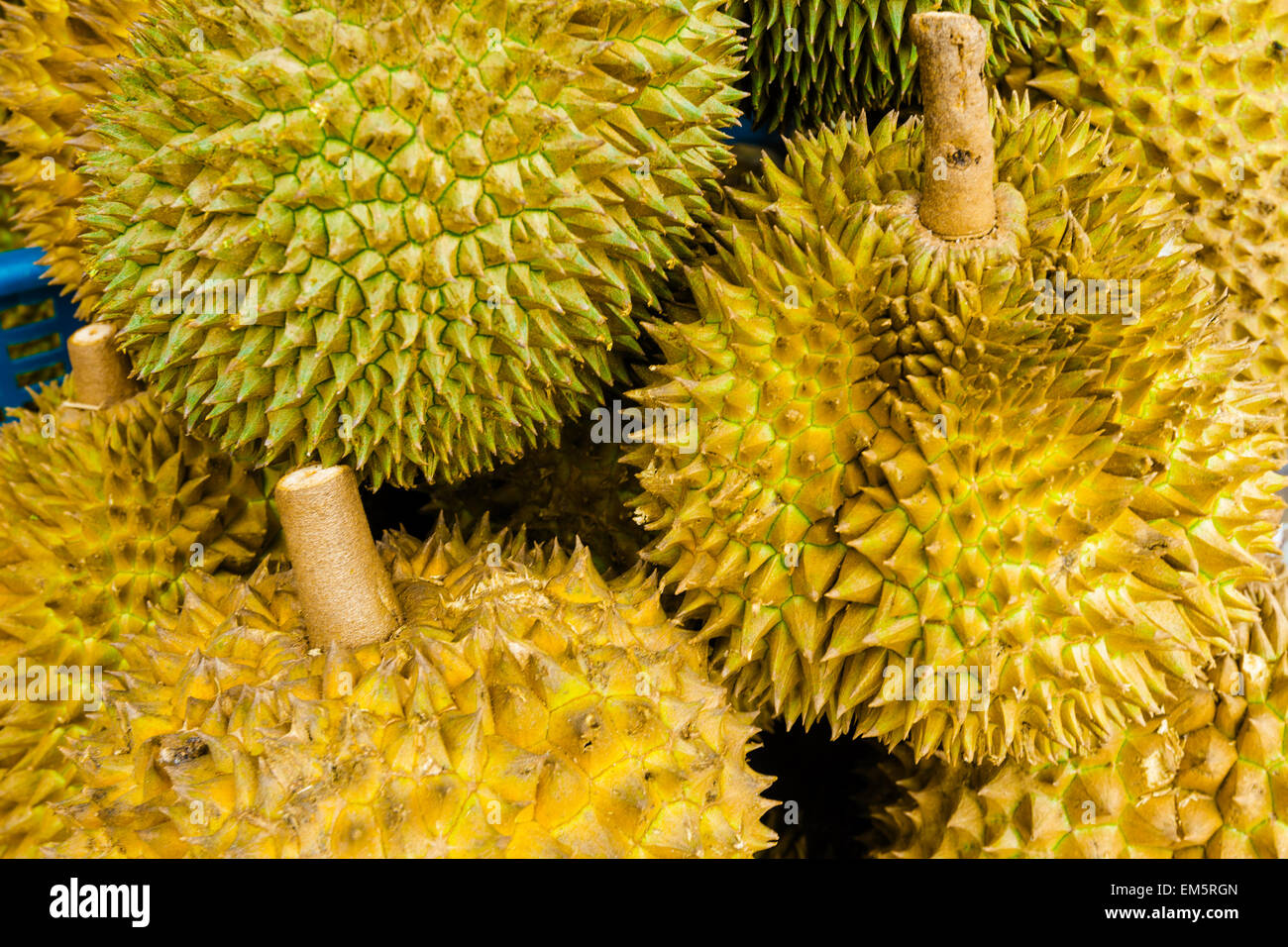Durian group hi-res stock photography and images - Alamy