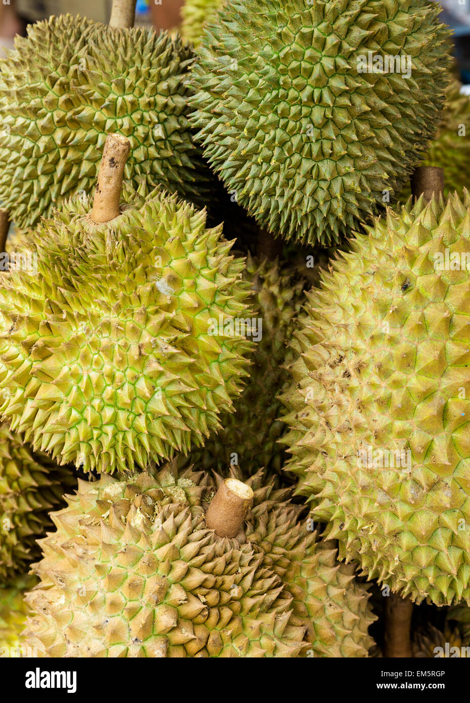 Durian durian hi-res stock photography and images - Alamy