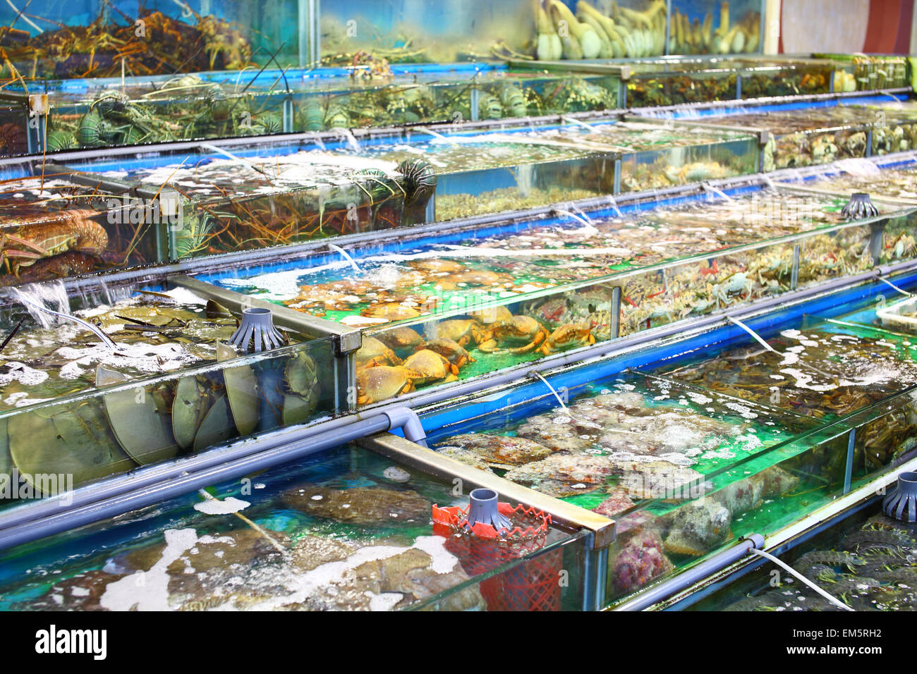 Seafood tank hi-res stock photography and images - Alamy