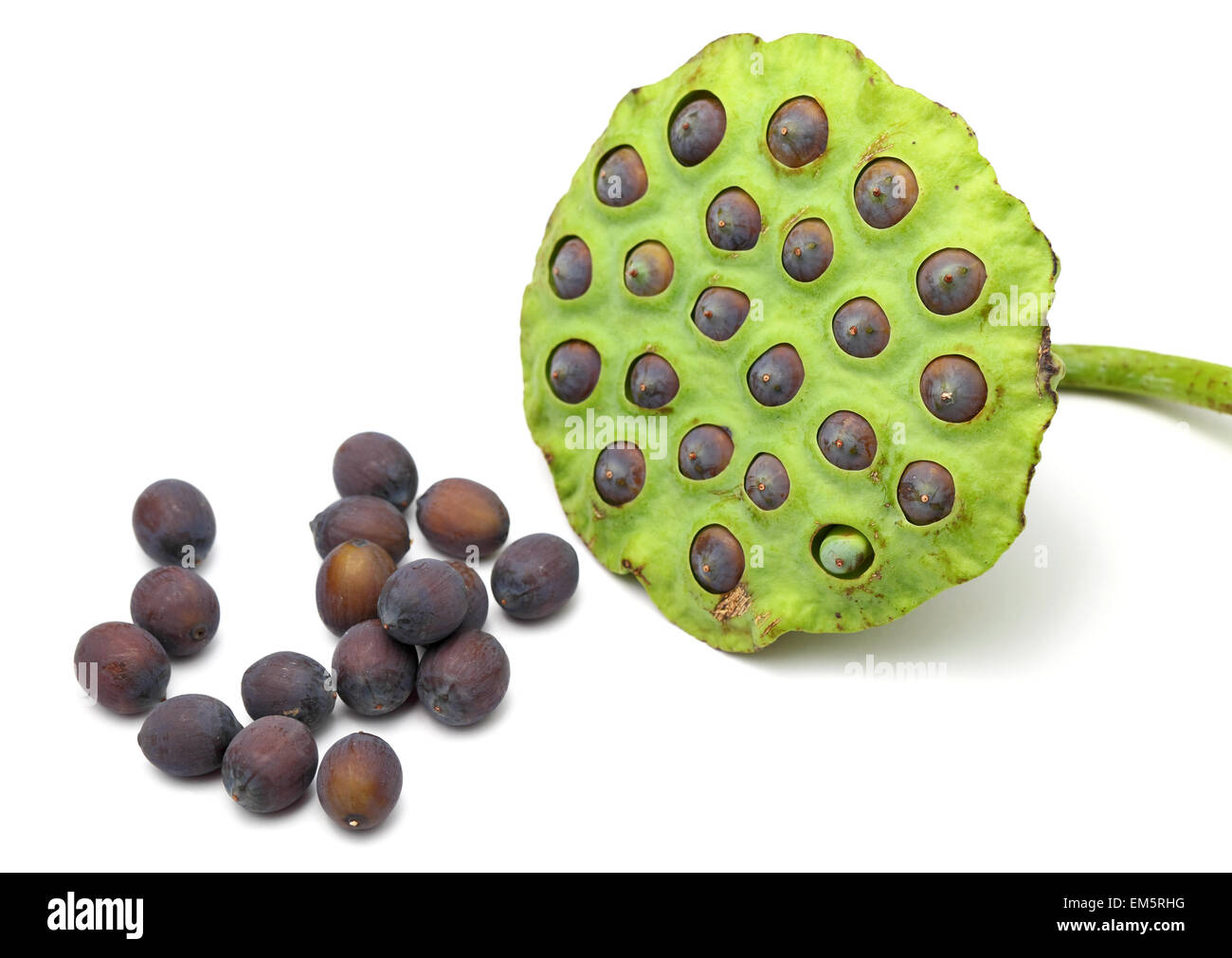 Lotus seed and pod Stock Photo - Alamy