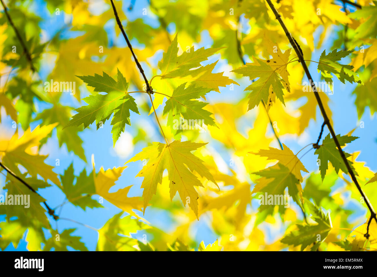 Spring green colors hi-res stock photography and images - Alamy