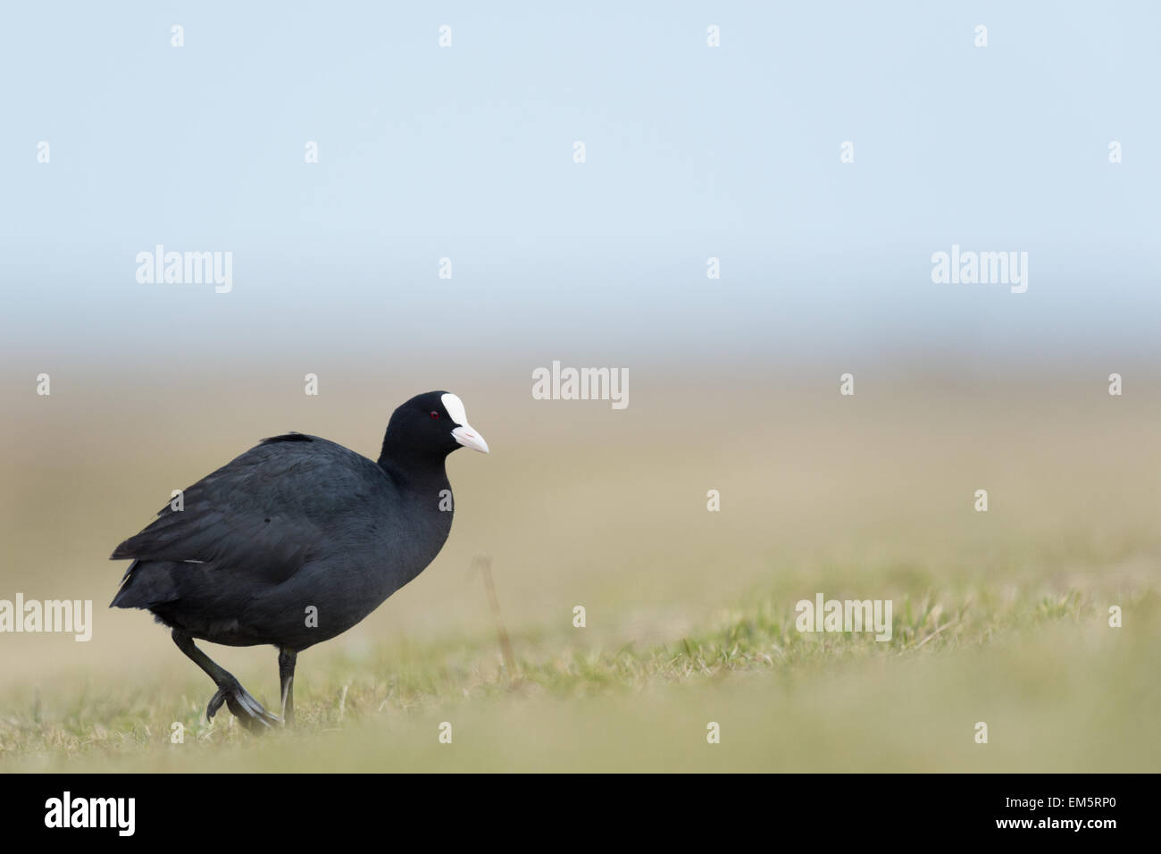 Coot eating grass hi-res stock photography and images - Alamy