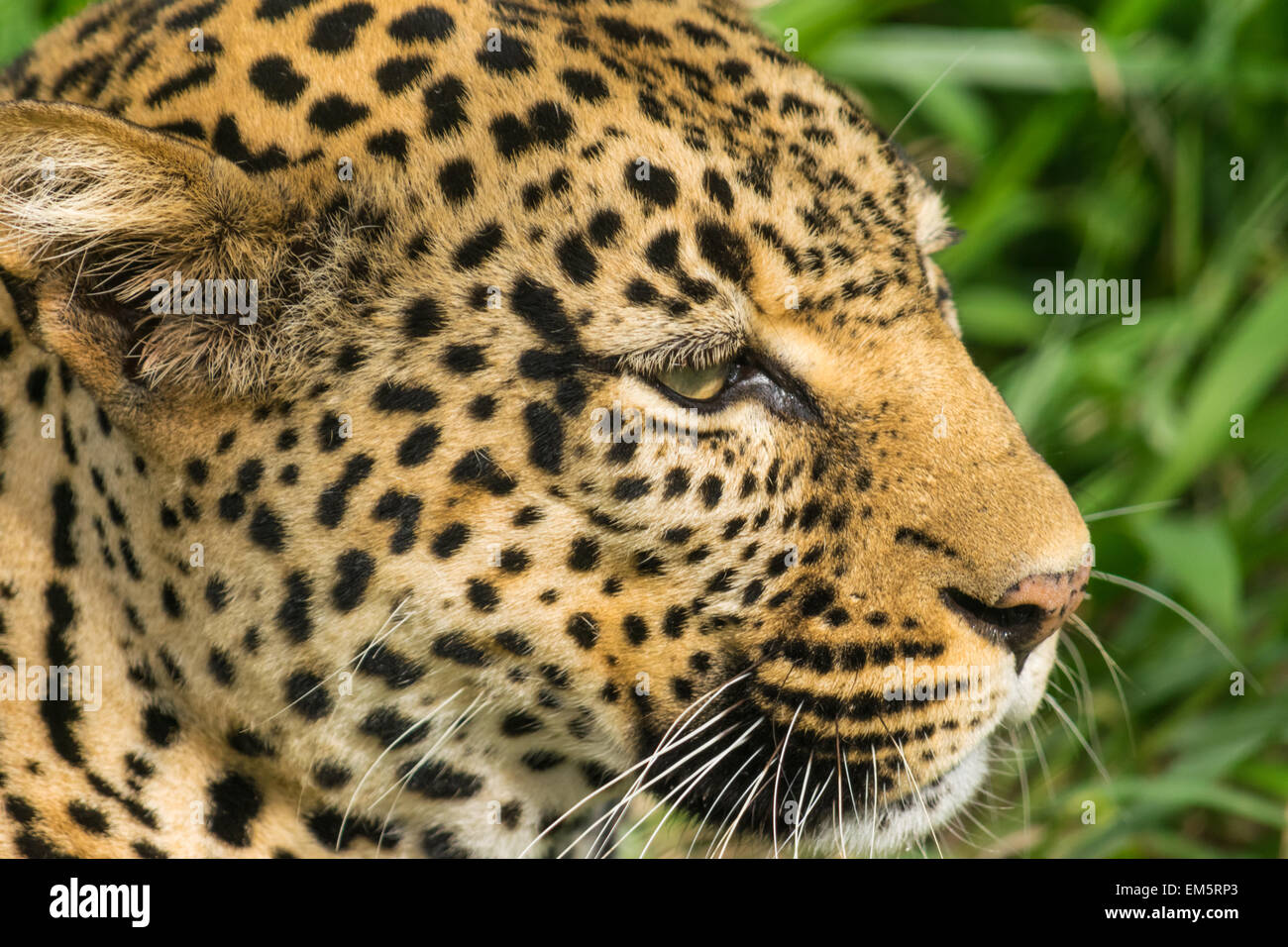 Spotted leopards hi-res stock photography and images - Alamy