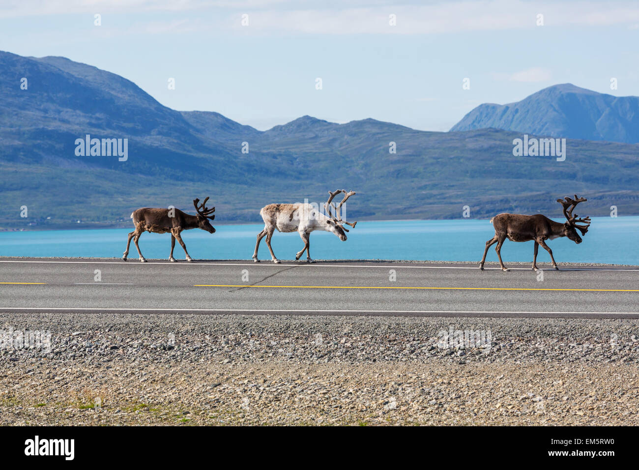 Raindeer horn hi-res stock photography and images - Alamy