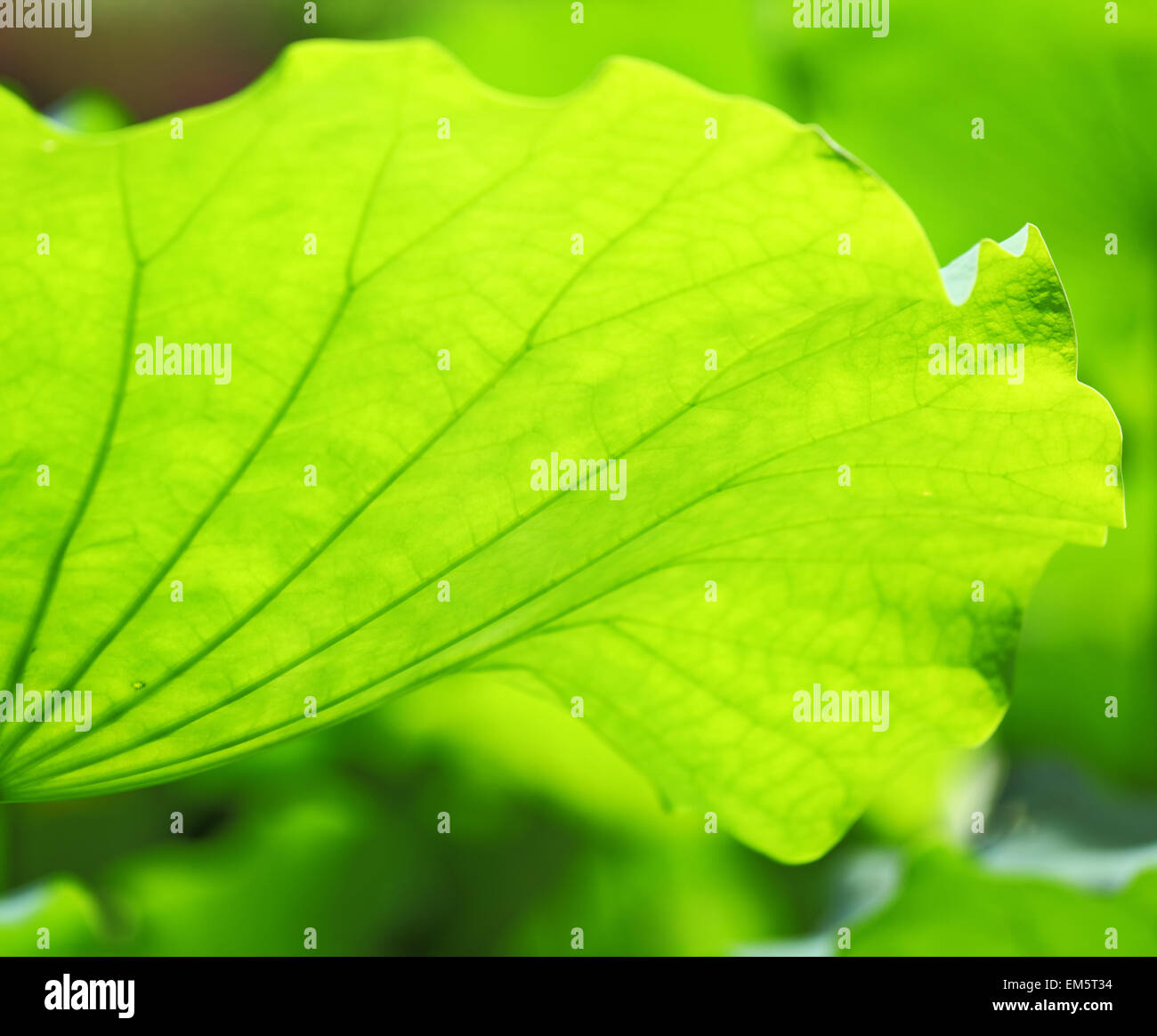 Giant leave hi-res stock photography and images - Alamy