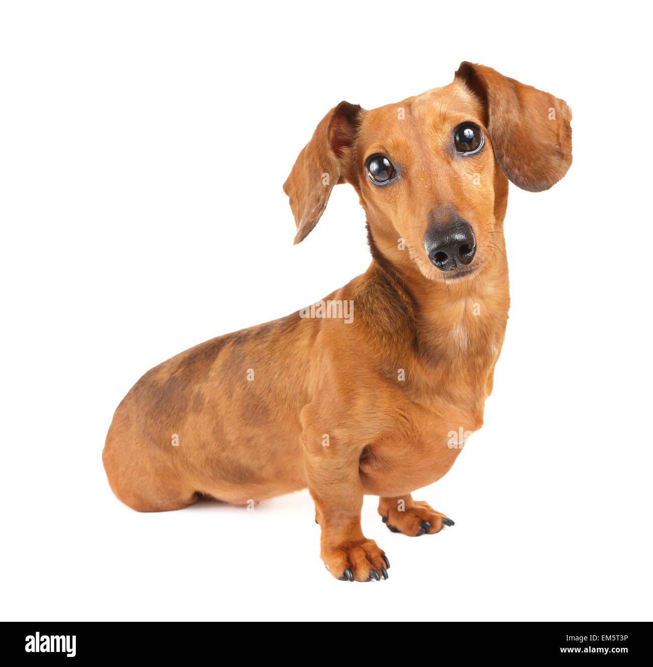Dachshund dog portrait Stock Photo - Alamy