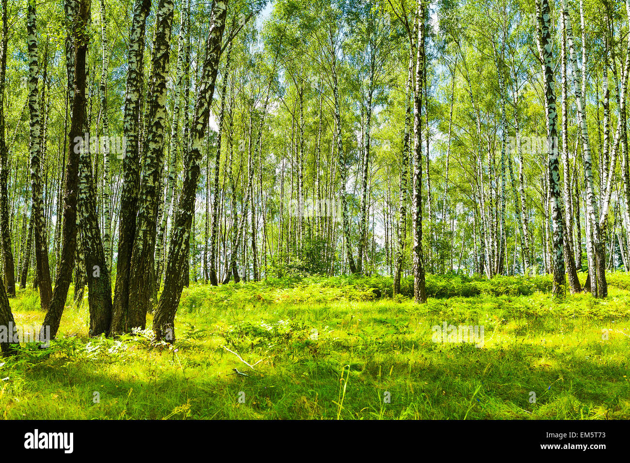 Birchs hi-res stock photography and images - Alamy