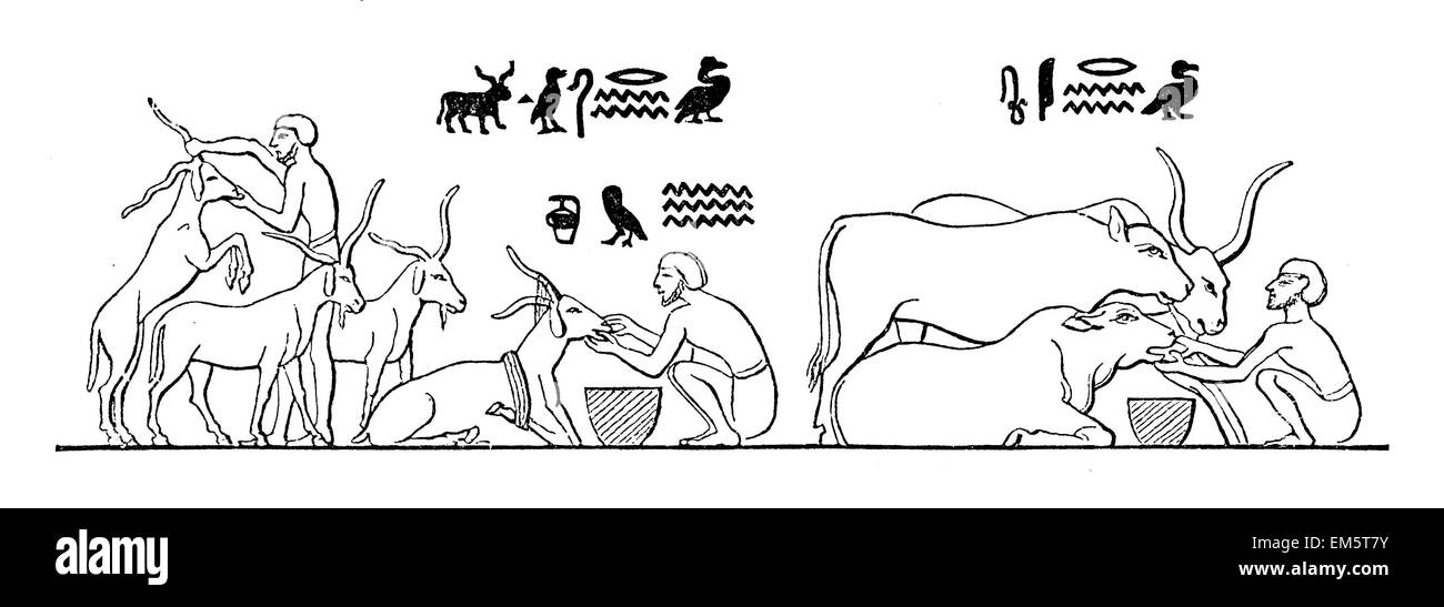 shepherds with their flocks. Egyptian Stock Photo - Alamy