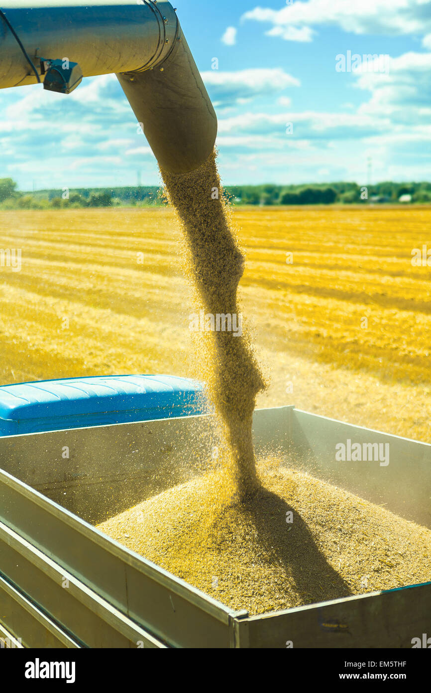 Delivering wheat hi-res stock photography and images - Alamy