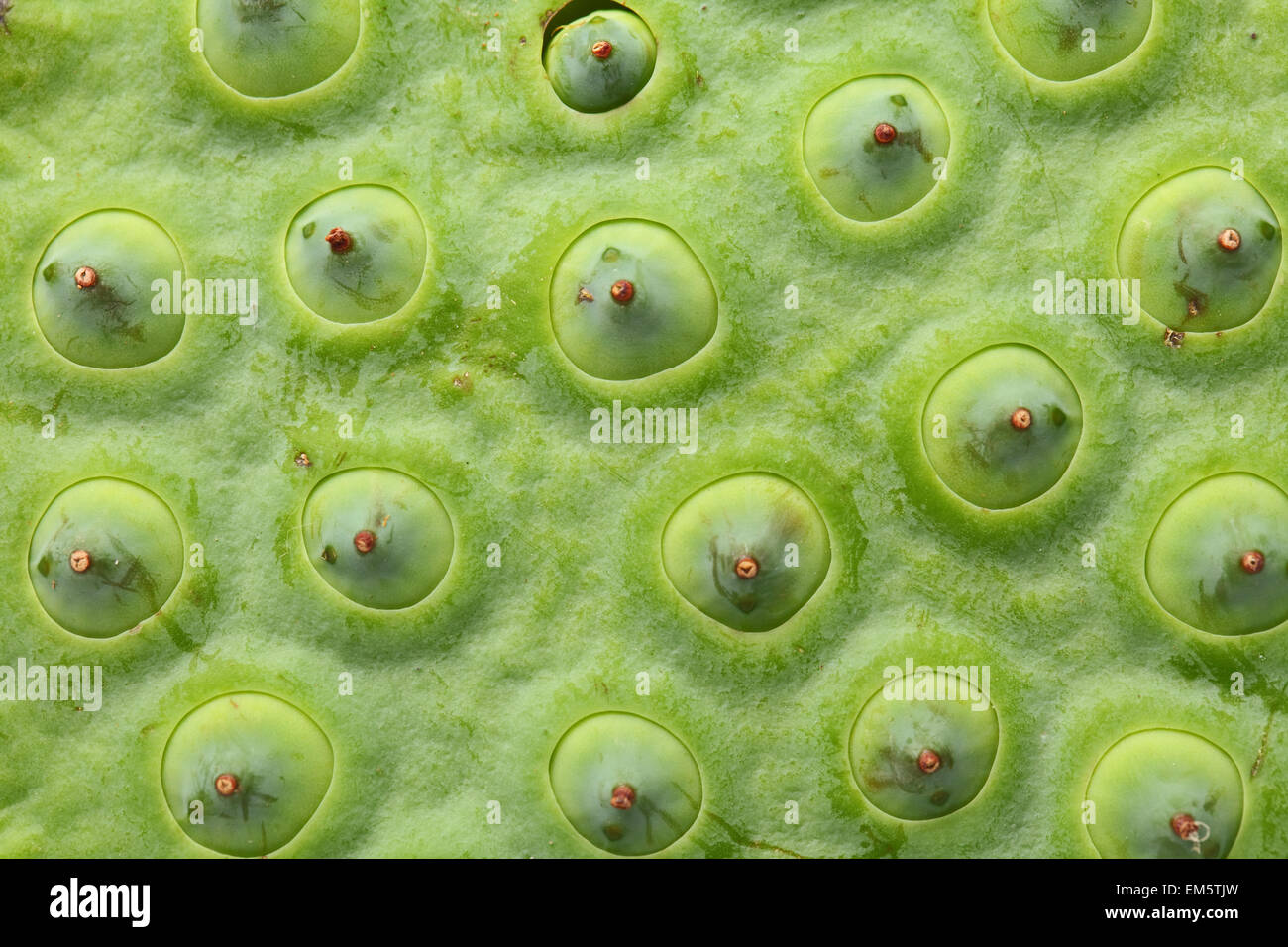 Lotus seed pod hi-res stock photography and images - Alamy