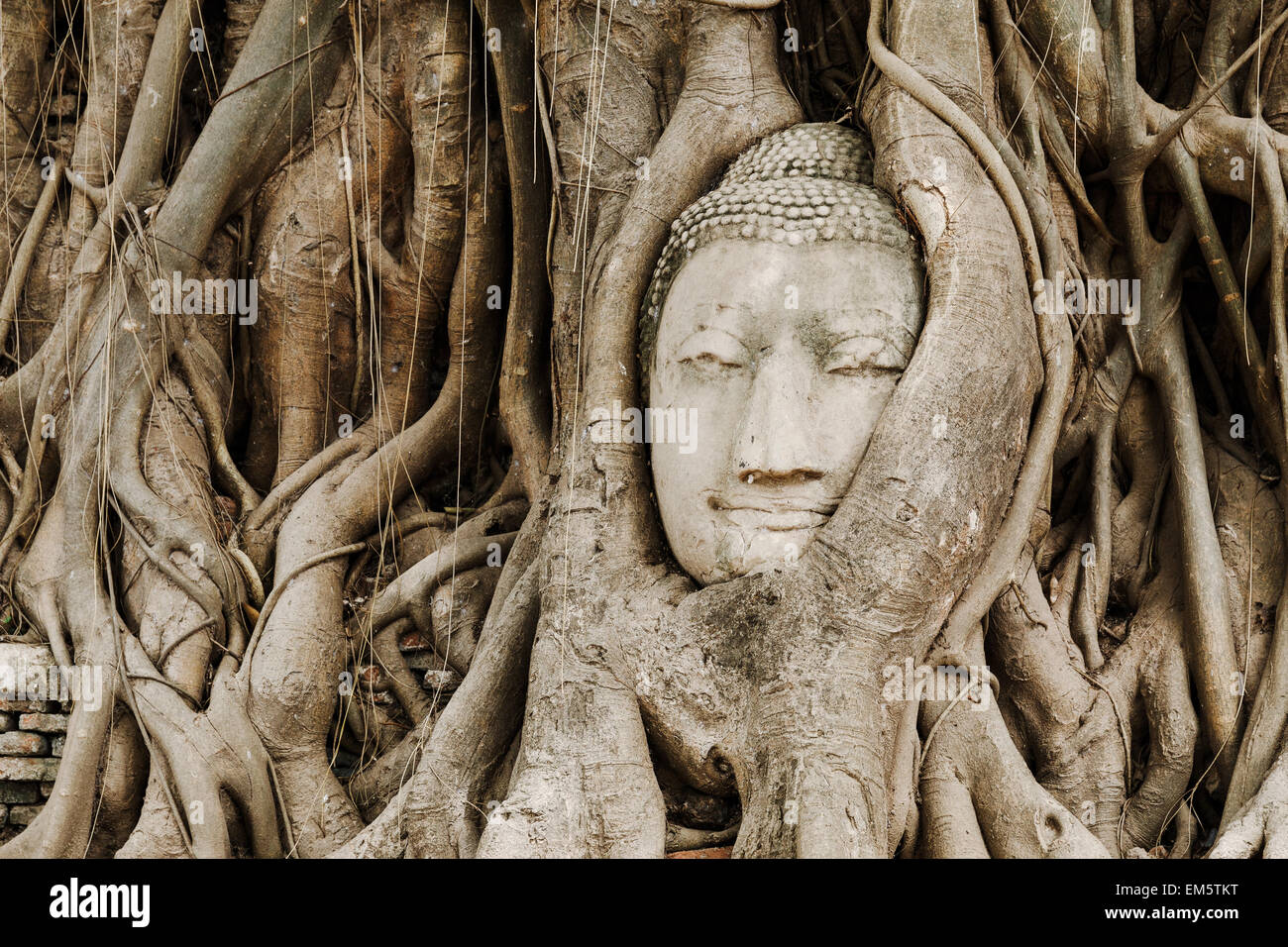 Old tree with buddha head in Ayutthaya Stock Photo - Alamy