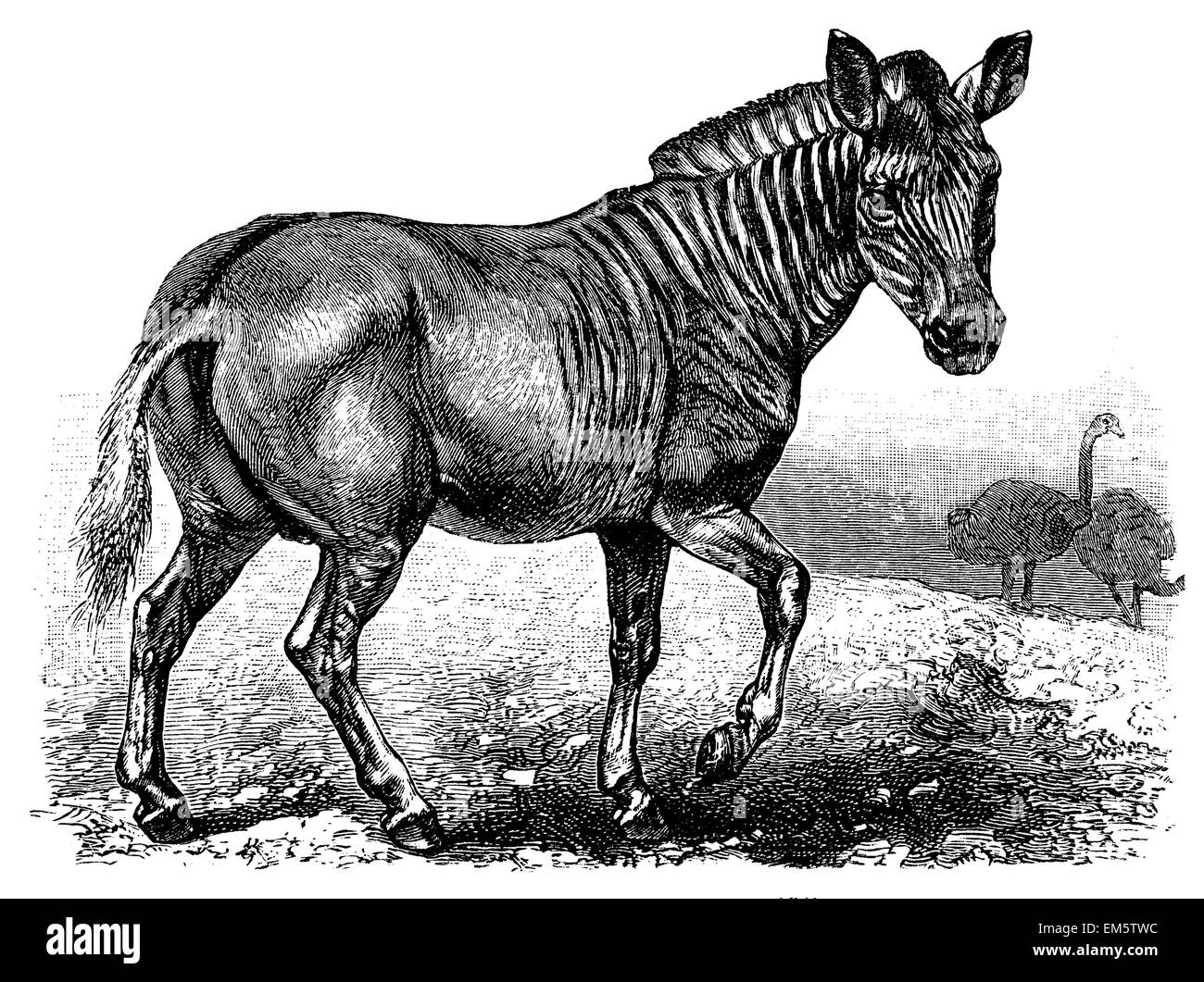 Quagga quagga Cut Out Stock Images & Pictures - Alamy