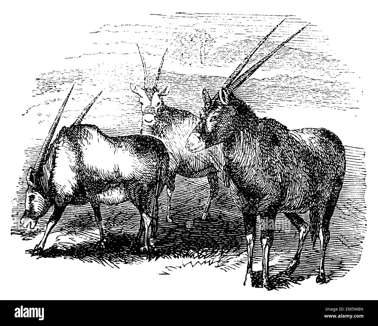 Antelope drawing hi-res stock photography and images - Alamy