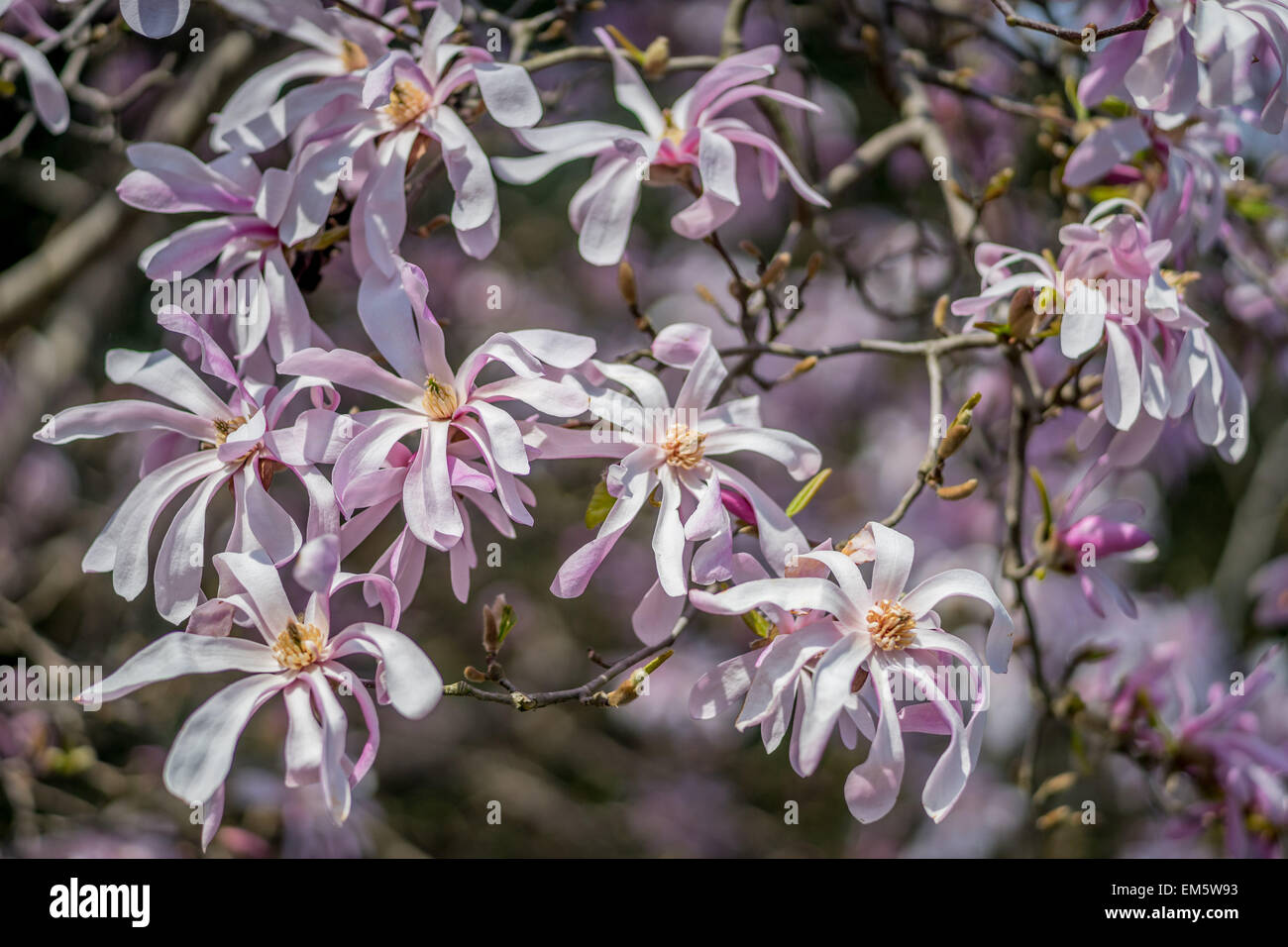 Pink hybrid magnolia blossom Stock Photo - Alamy