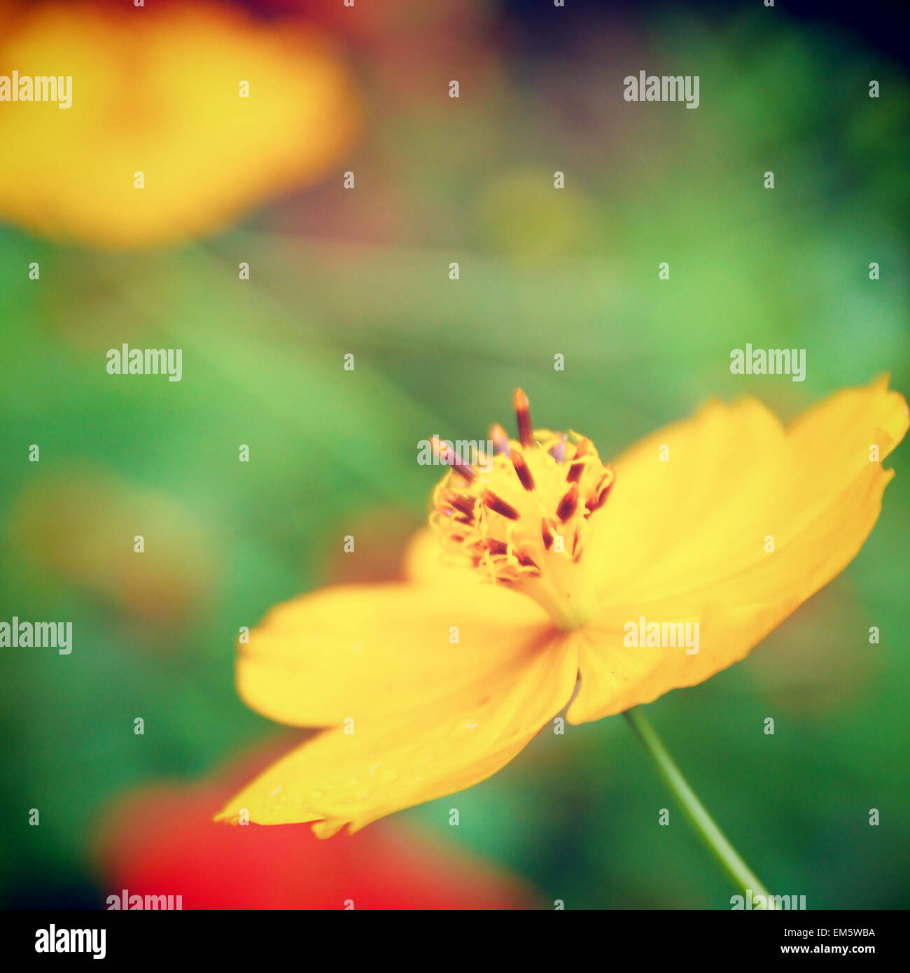 Garden retro hi-res stock photography and images - Alamy
