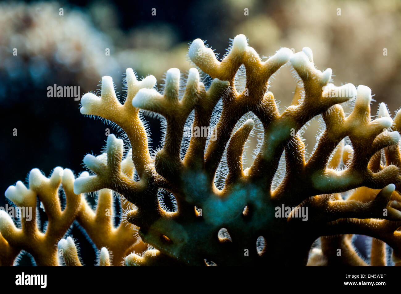 Fire coral Egypt Red Sea Stock Photo - Alamy