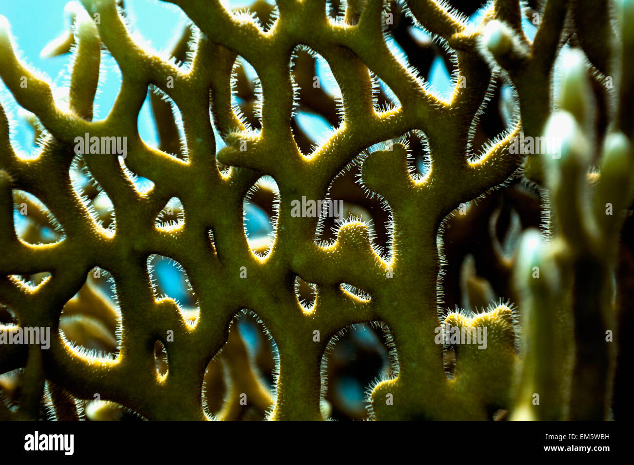 Fire Coral Rash Cure