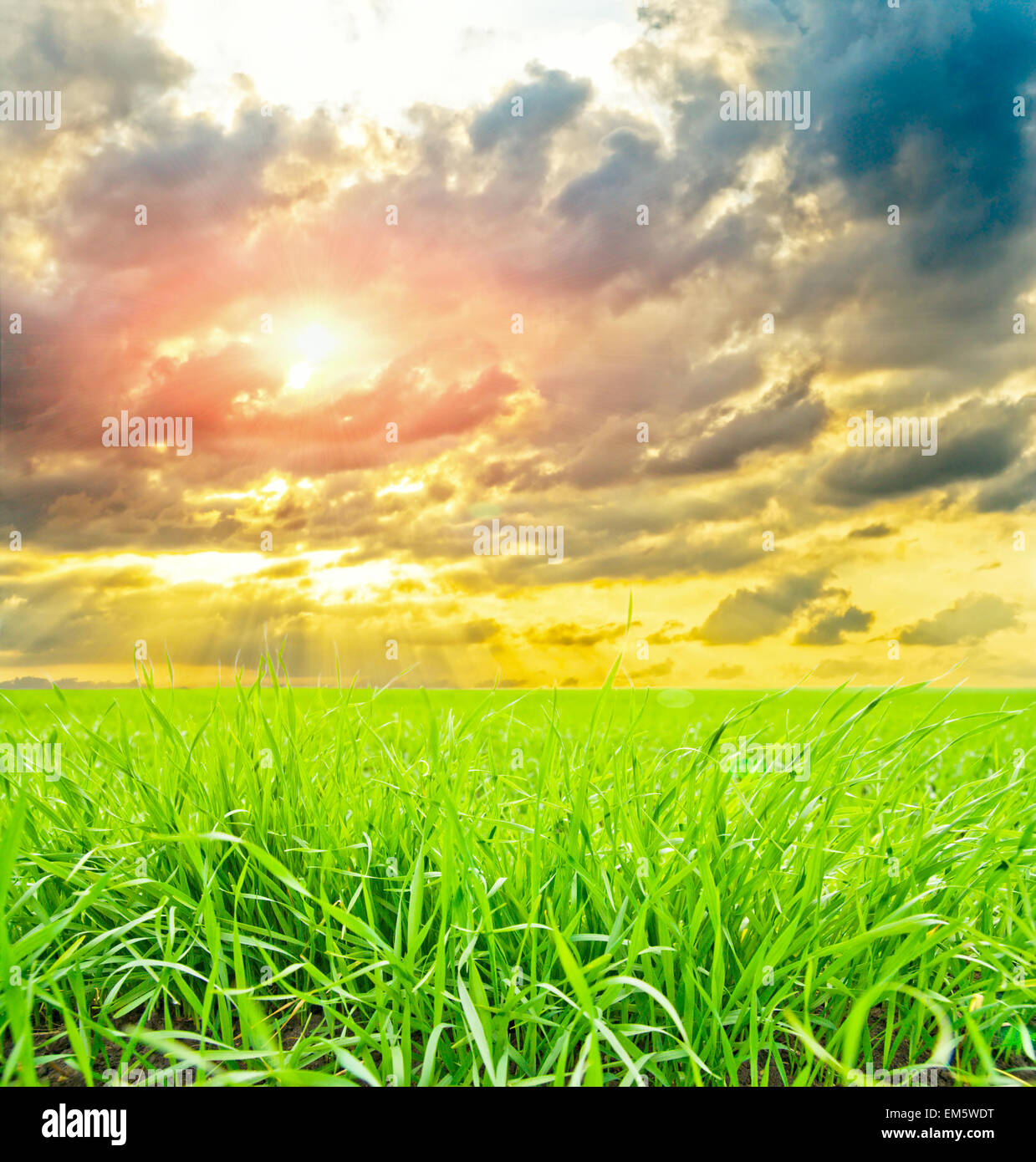 sunset over green field Stock Photo - Alamy