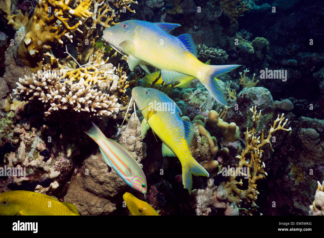 Red Sea Reef Fish High Resolution Stock Photography and Images - Alamy