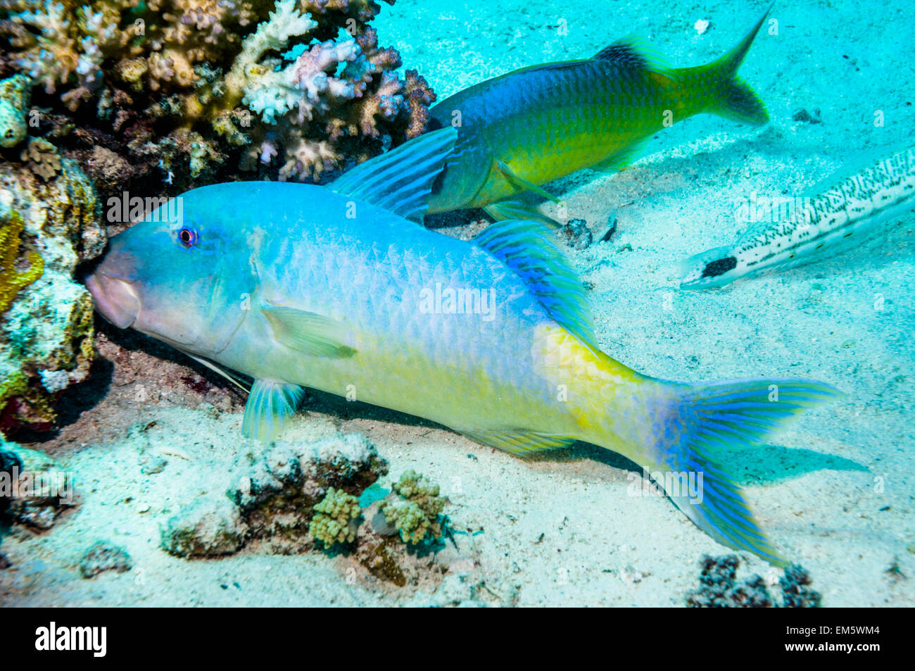 Parupeneus cyclostomus hunting hi-res stock photography and images - Alamy
