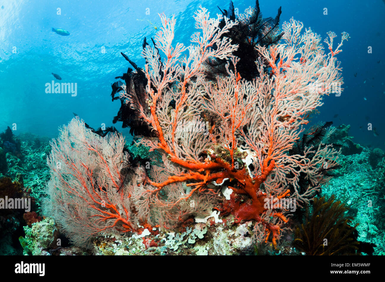 Gorgonian sea fan hi-res stock photography and images - Alamy