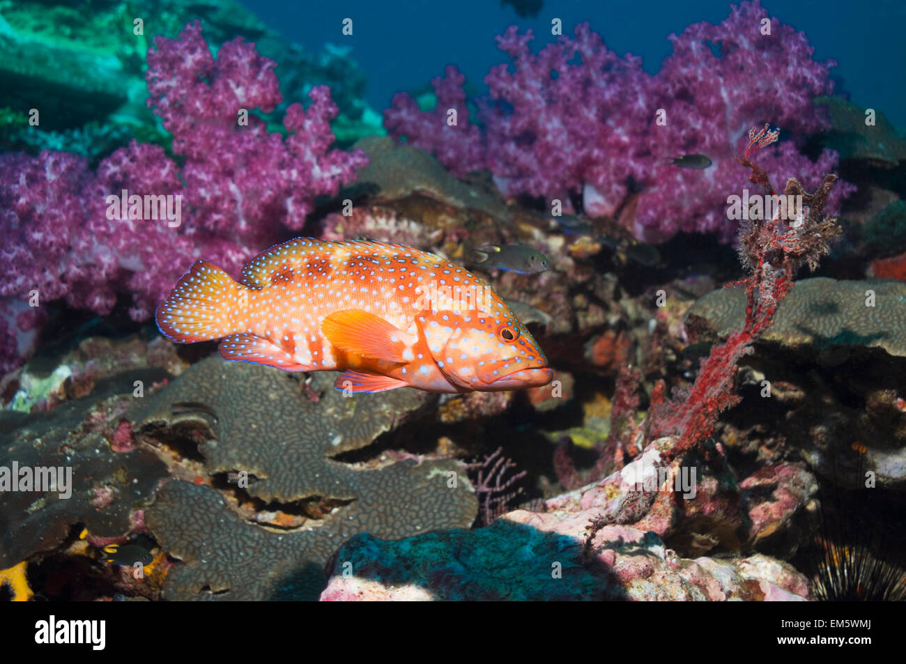Coral trout hi-res stock photography and images - Alamy