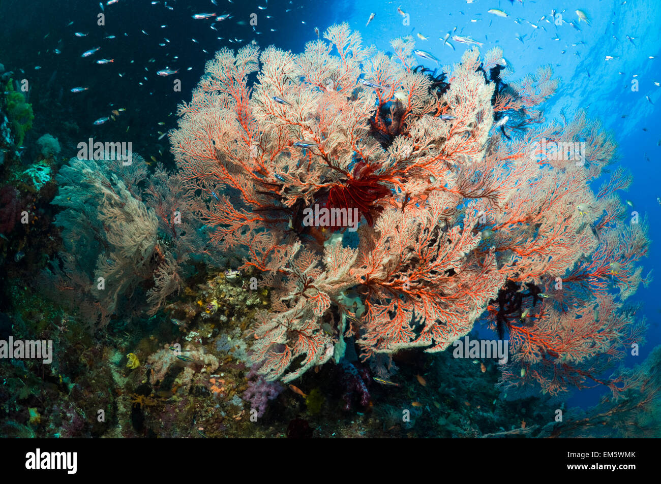 Gorgonian on coral reef wall. Indonesia Stock Photo - Alamy