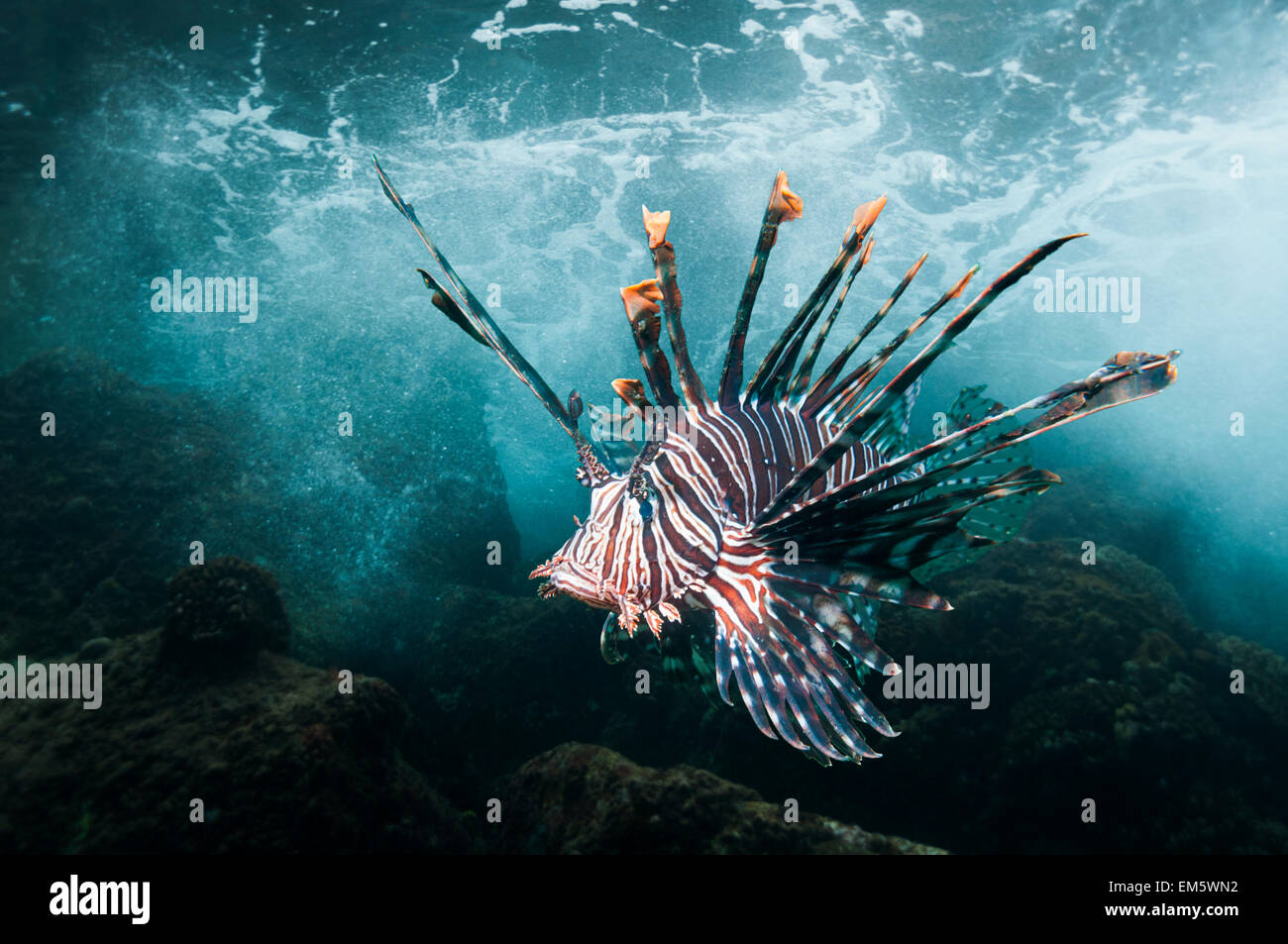 Common lionfish or devil firefish (Pterois miles). Often confused with ...