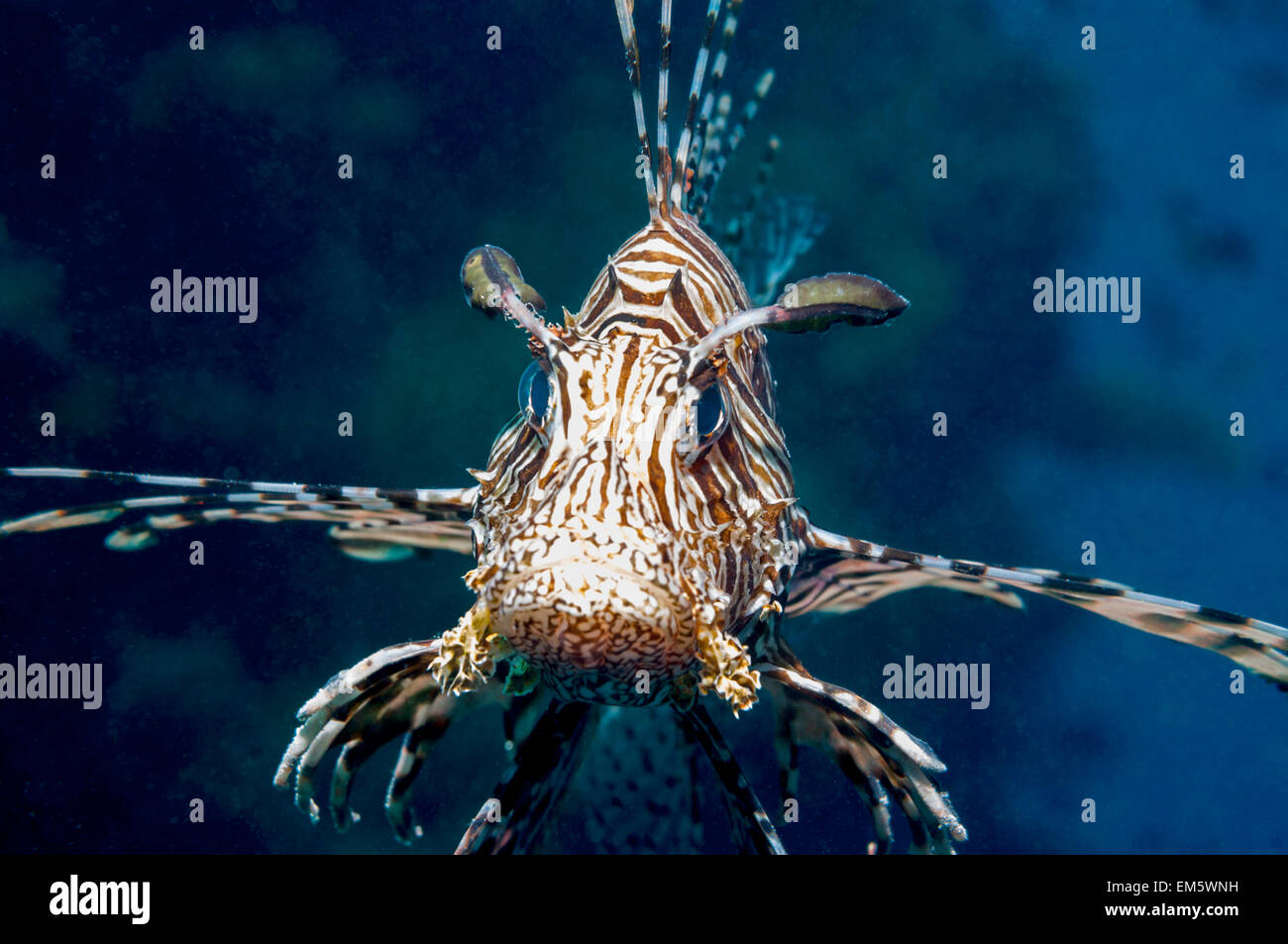 African devil hi-res stock photography and images - Alamy