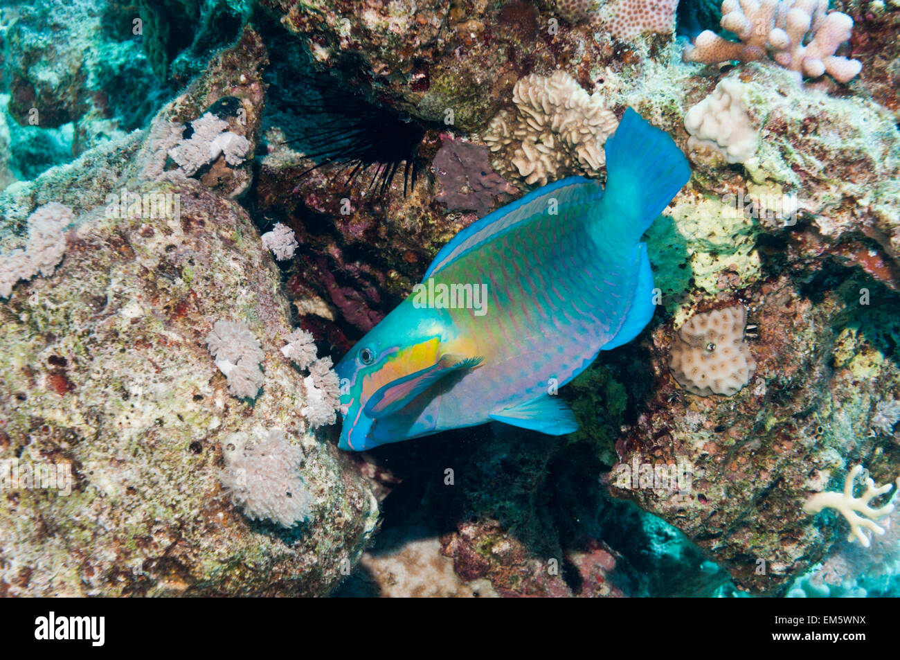 Humphead Parrotfish Eating Rock