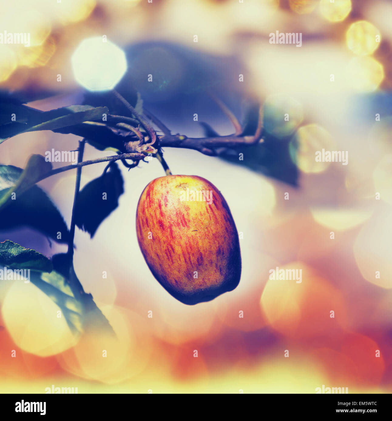Apple on the branch hi-res stock photography and images - Alamy