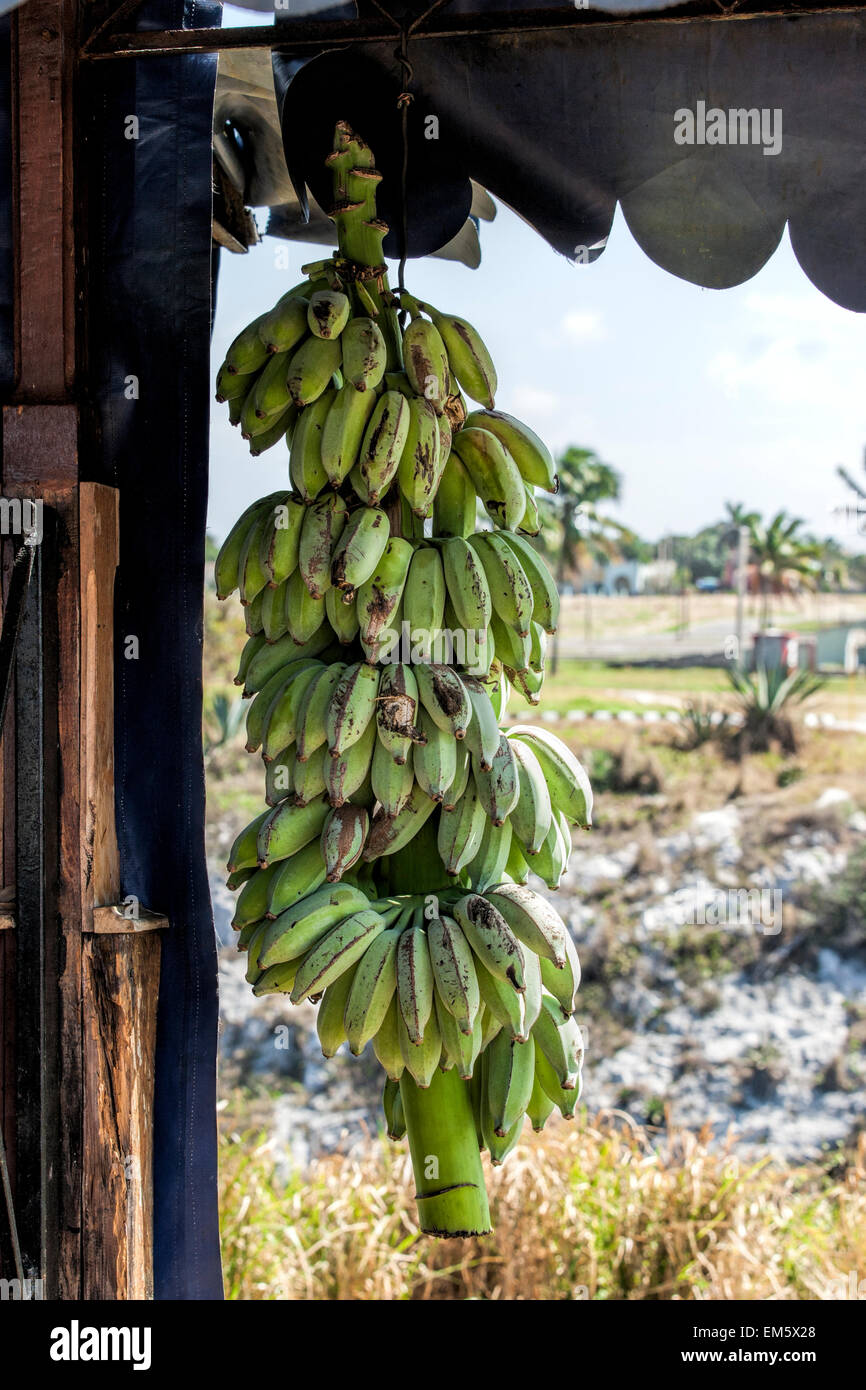 Bunch of green bananas Stock Photo - Alamy