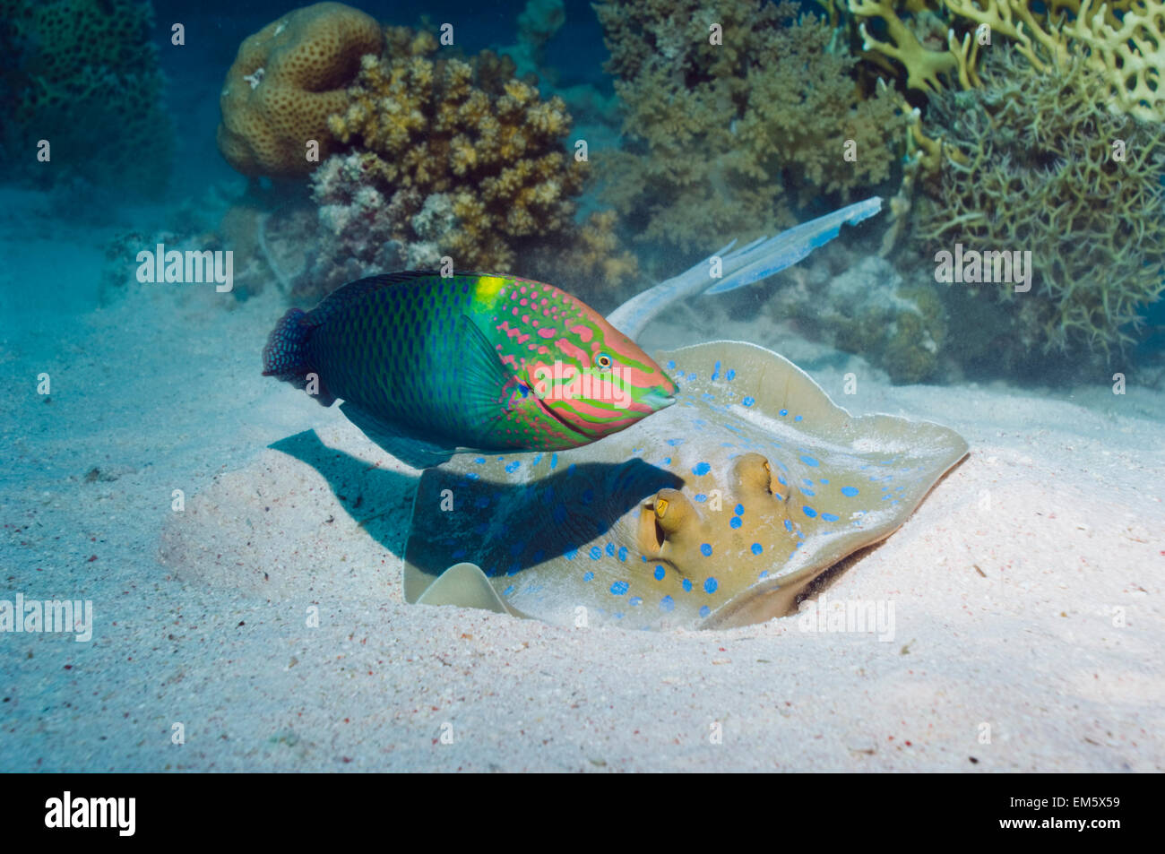 Checkerboard wrasse watching a Bluespotted ribbontail ray digging in ...