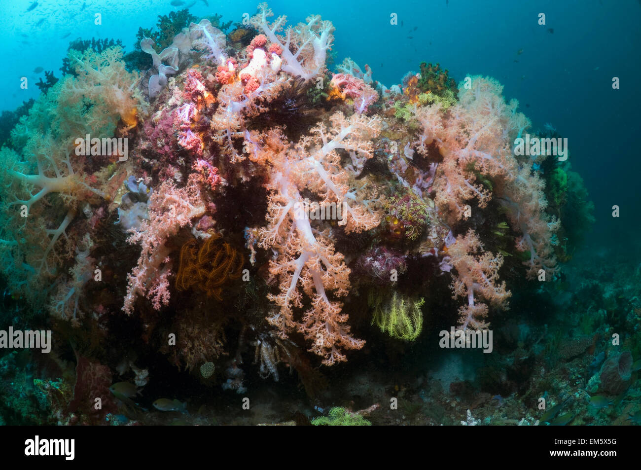 Tree coral (Scleronephthya sp). Rinca, Komodo National Park, Indonesia ...