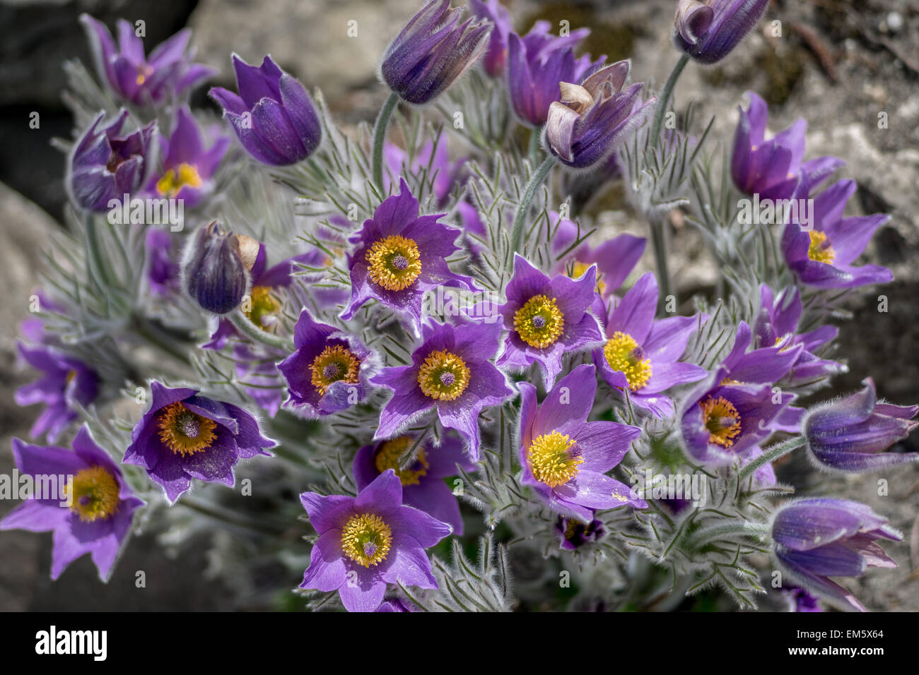 Pasque flower Pulsatilla halleri subspecies slavica bloming in cluster ...
