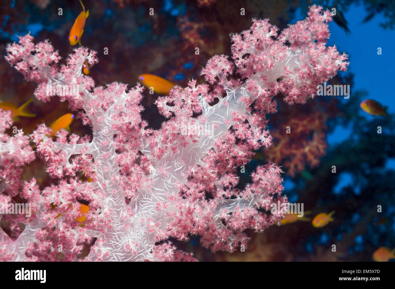 Soft coral (Dendronephthya sp) showing embedded spicules or sclerites ...
