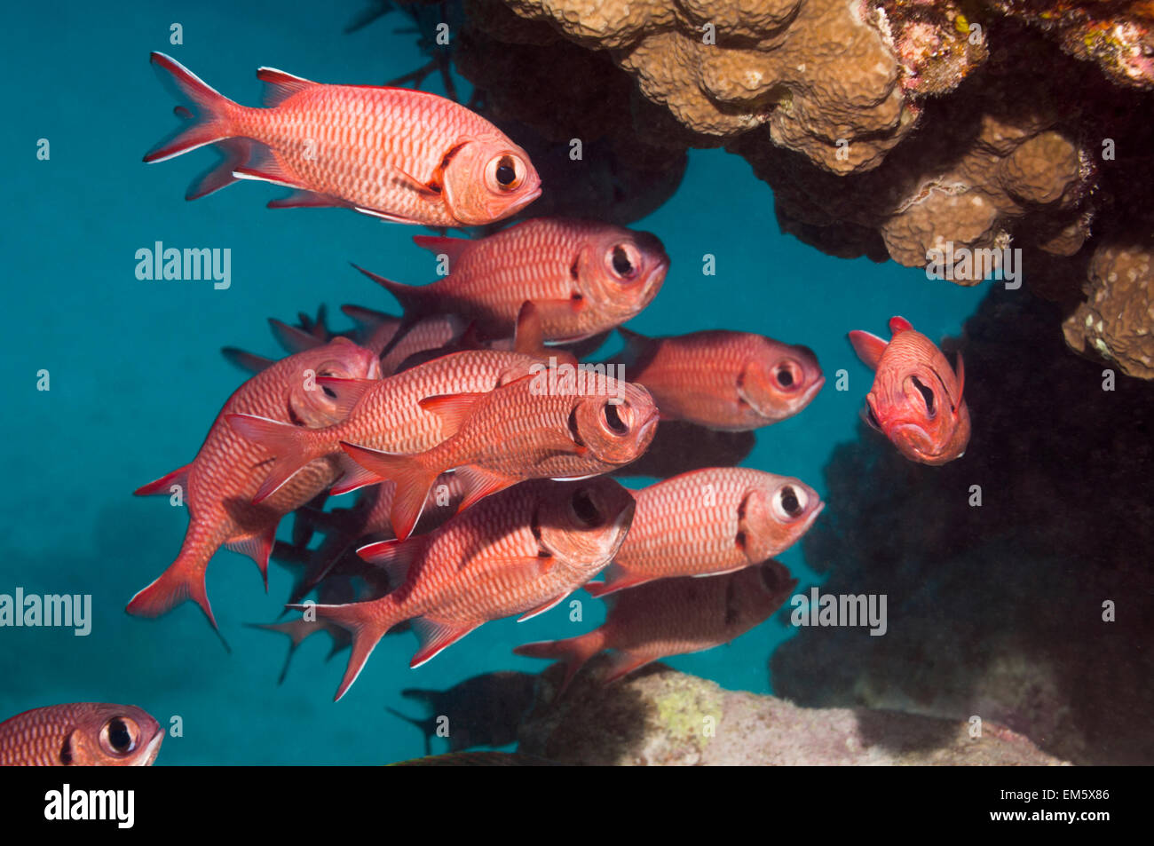 Red soldierfish (Myripristis murdjan). Egypt, Red Sea Stock Photo - Alamy