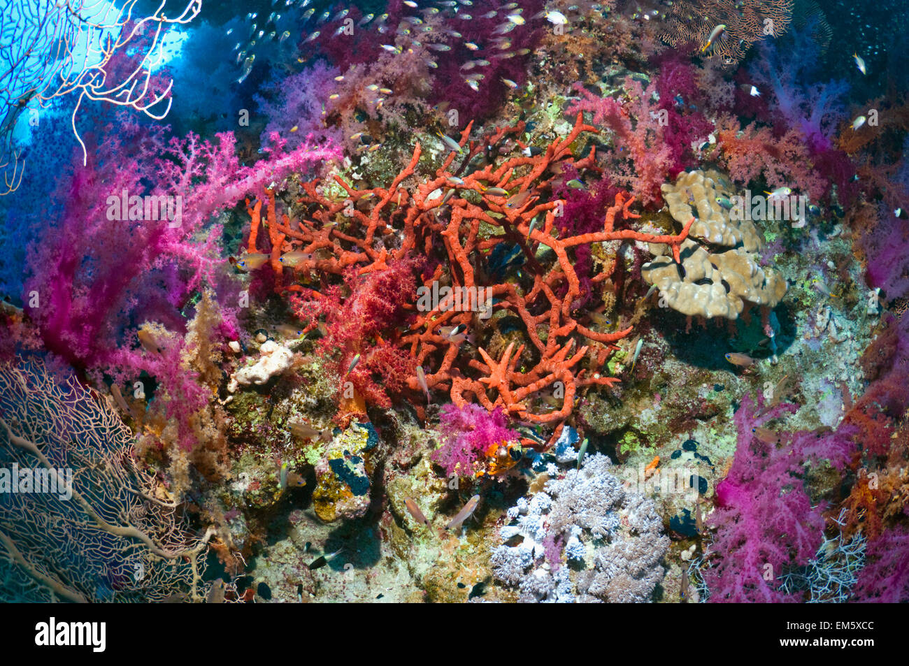 Red branching sponge. Egypt, Red Sea Stock Photo - Alamy