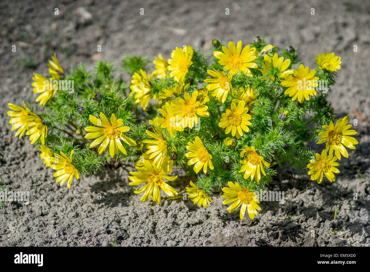 Adonis flowers hi-res stock photography and images - Alamy