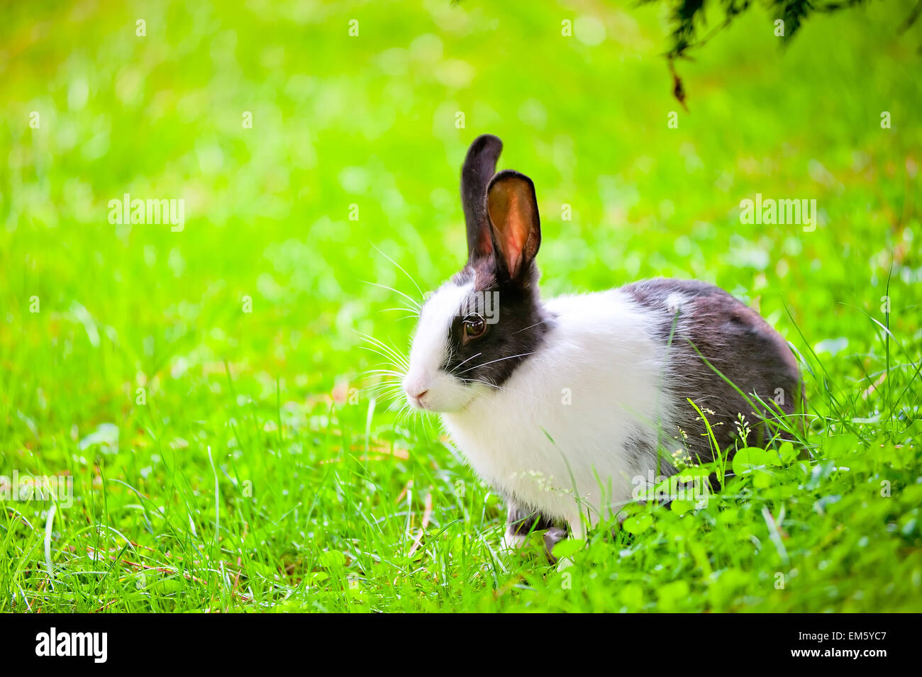 black-and-white rabbit sitting on the green grass with raised ears ...