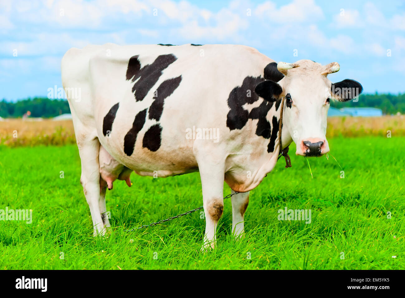 Food chain animals hi-res stock photography and images - Alamy