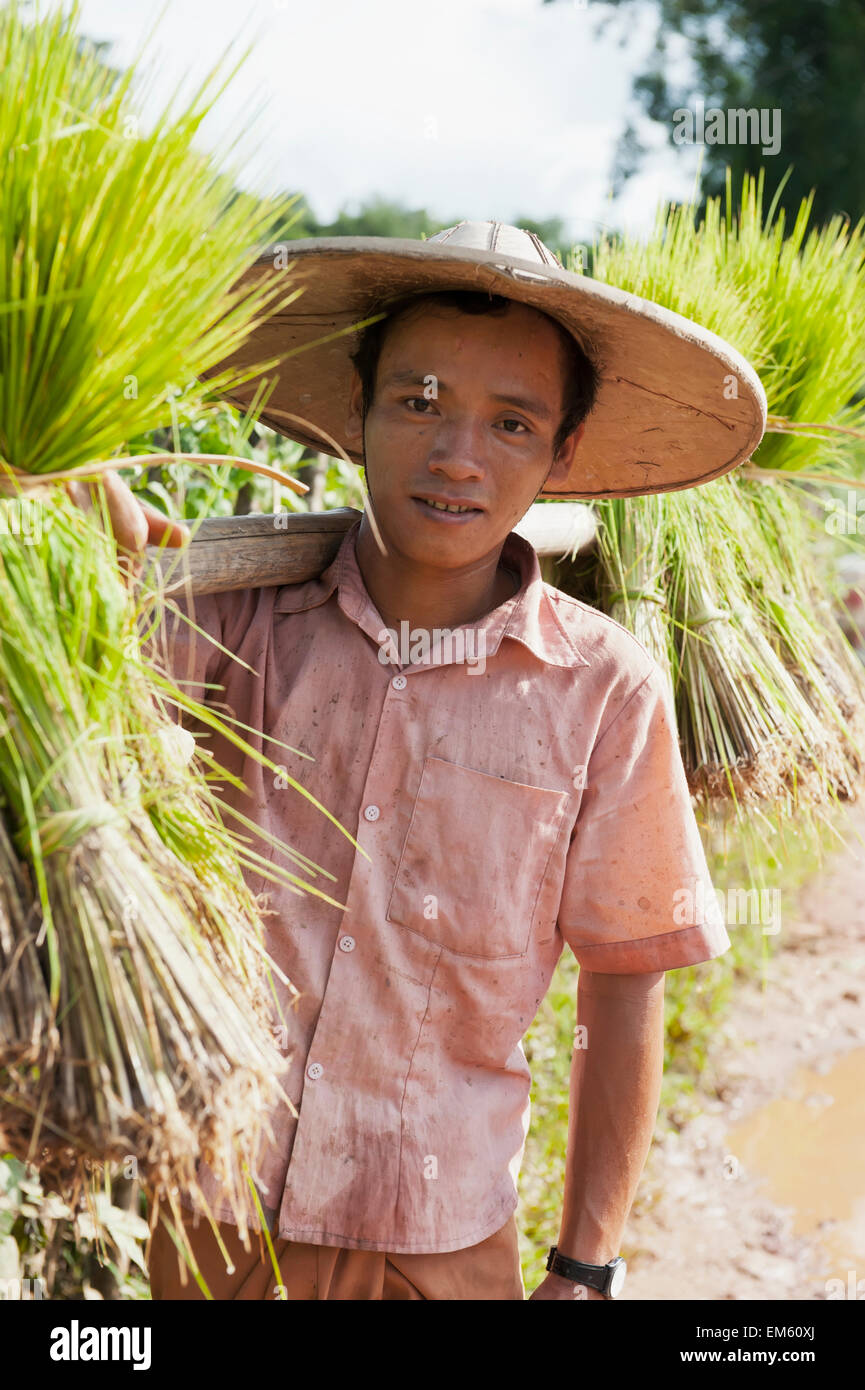 Burma, Shan State, Man carrying rice seedlings to plant in paddy ...