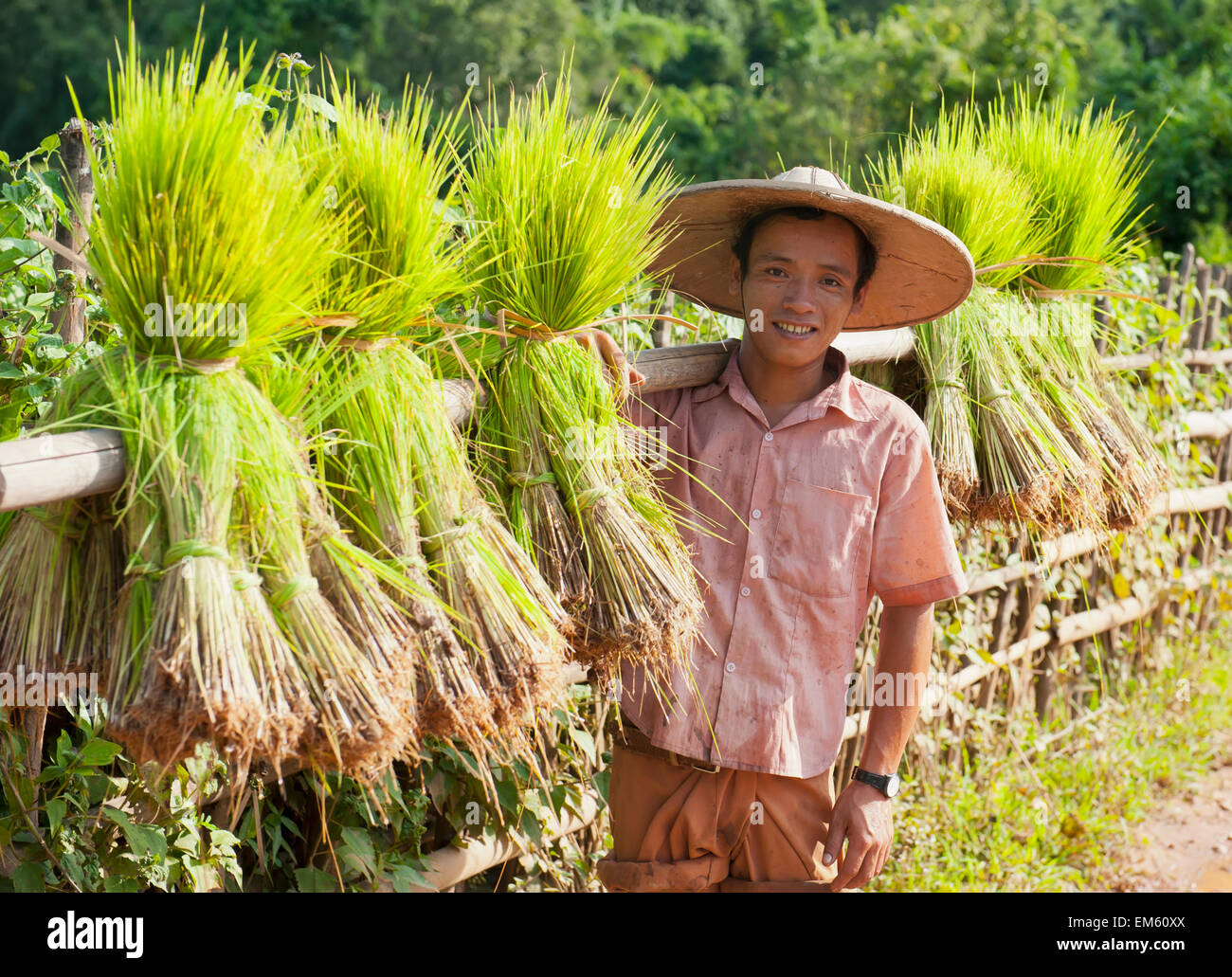 Burma, Shan State, Man carrying rice seedlings to plant in paddy ...
