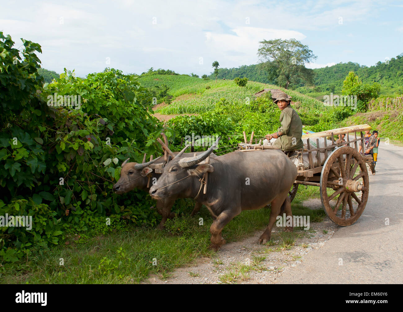 Animal powered vehicle hi-res stock photography and images - Alamy